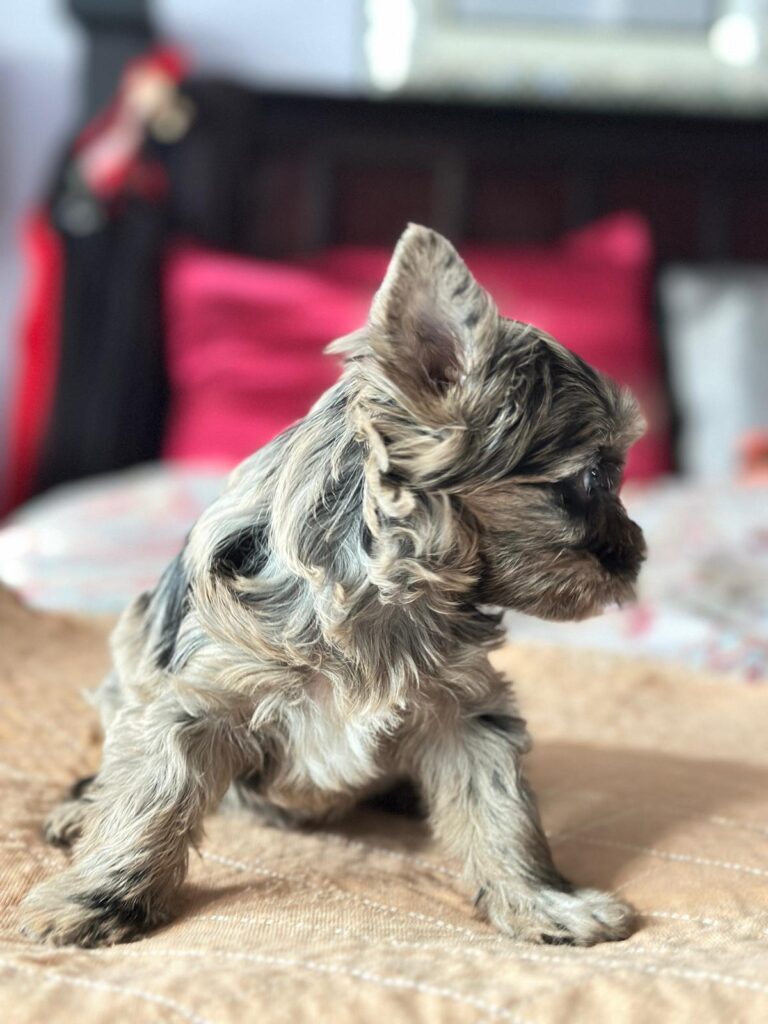 Discover Rare Breed Dogs in Philadelphia, PA| JEFF'S YORKIES & BOUTIQUE