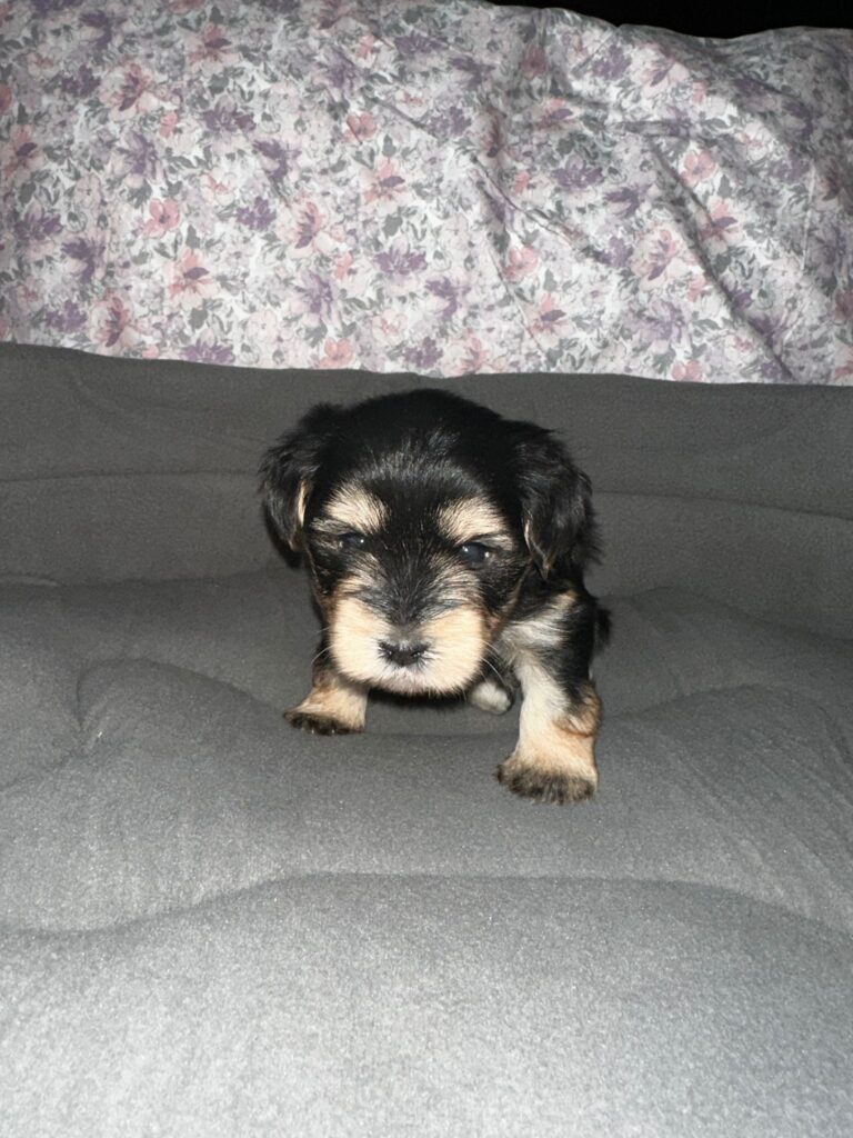Teacup Yorkies for Sale in Philadelphia | Jeff's Boutique
